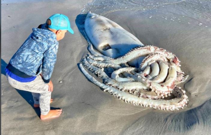 Güney Afrika'da Kıyıya Vuran Dev Kalamar Şok Yarattı